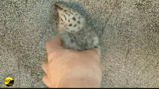 КАК ВЫГЛЯДИТ ПТЕНЕЦ ЧАЙКИ?#Кавыш#чайка#птица#чабар