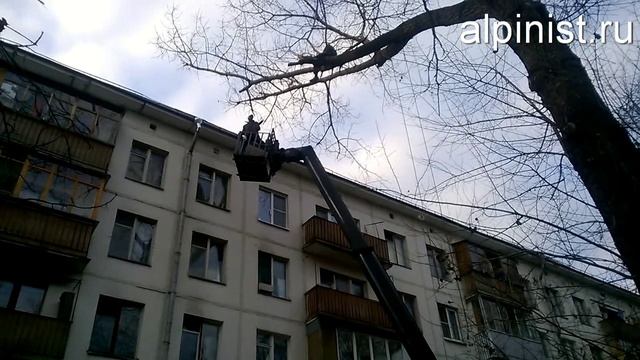 Удаление веток дерева альпинистами и с автовышки