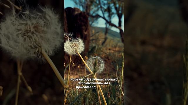 Факт про Одуванчики