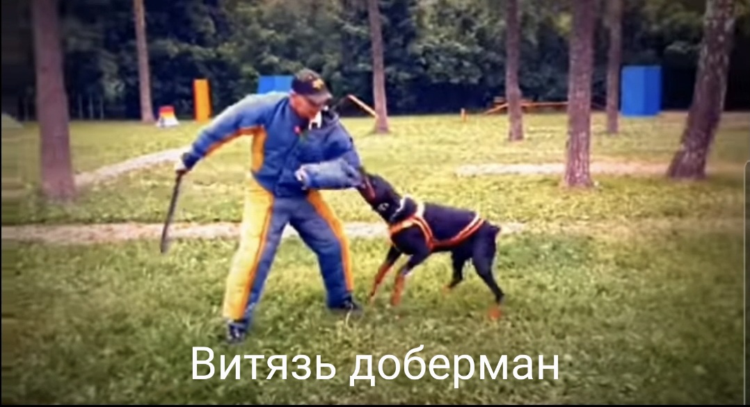 Доберман Витязь на занятиях по Защитно-Караульной Службе (ЗКС)