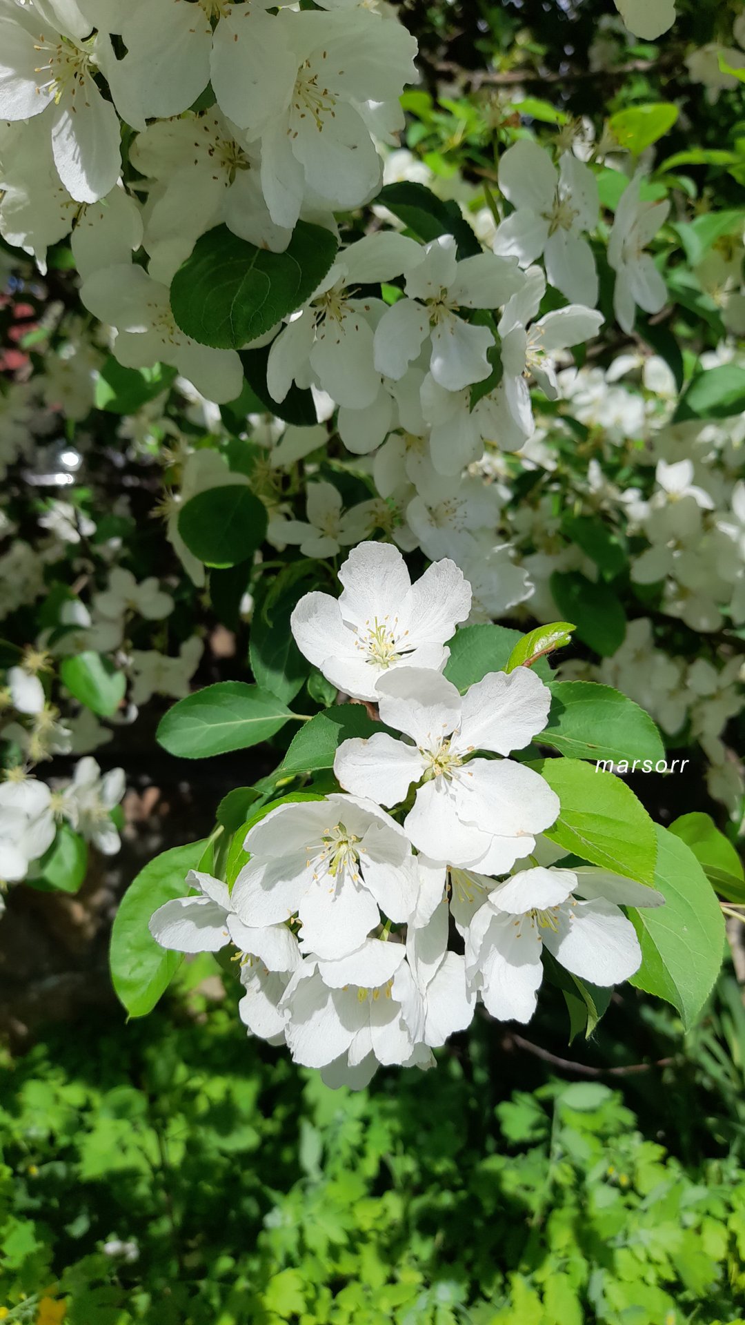 просто цветы. белая яркость. весна, новосиб