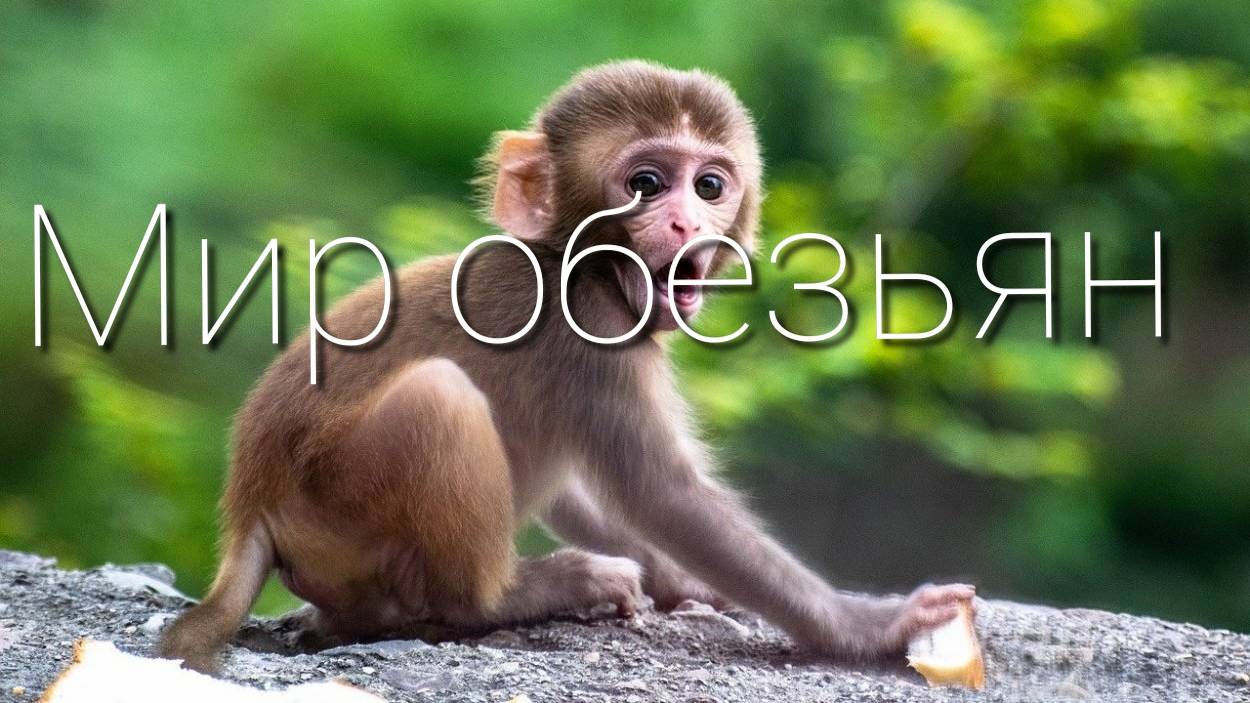 Мир обезьян. Авторское прочтение. Сухацкая Дарья (Брейка) 2024 г.
