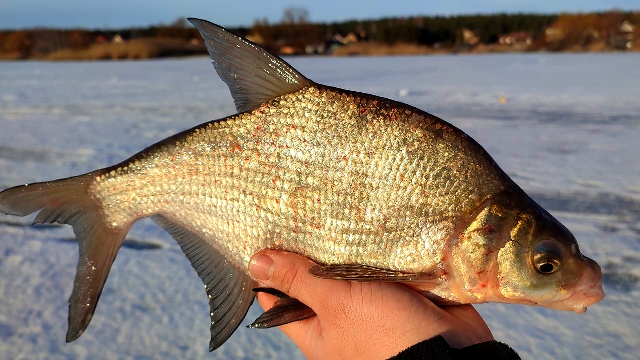 ПОПАЛИ НА КОНКРЕТНУЮ РАЗДАЧУ ЛЕЩА!!!! Ловля леща зимой на коромысло