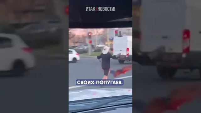 Весельчак выгуливает своих попугаев | Итак, новости!