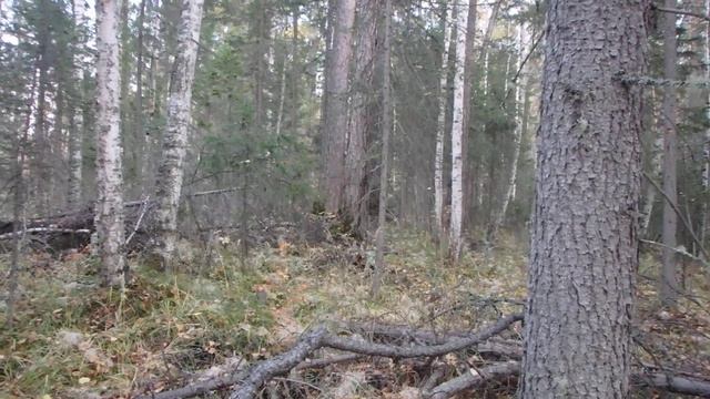 Забытые способы ориентирования. По кронам молодых елей