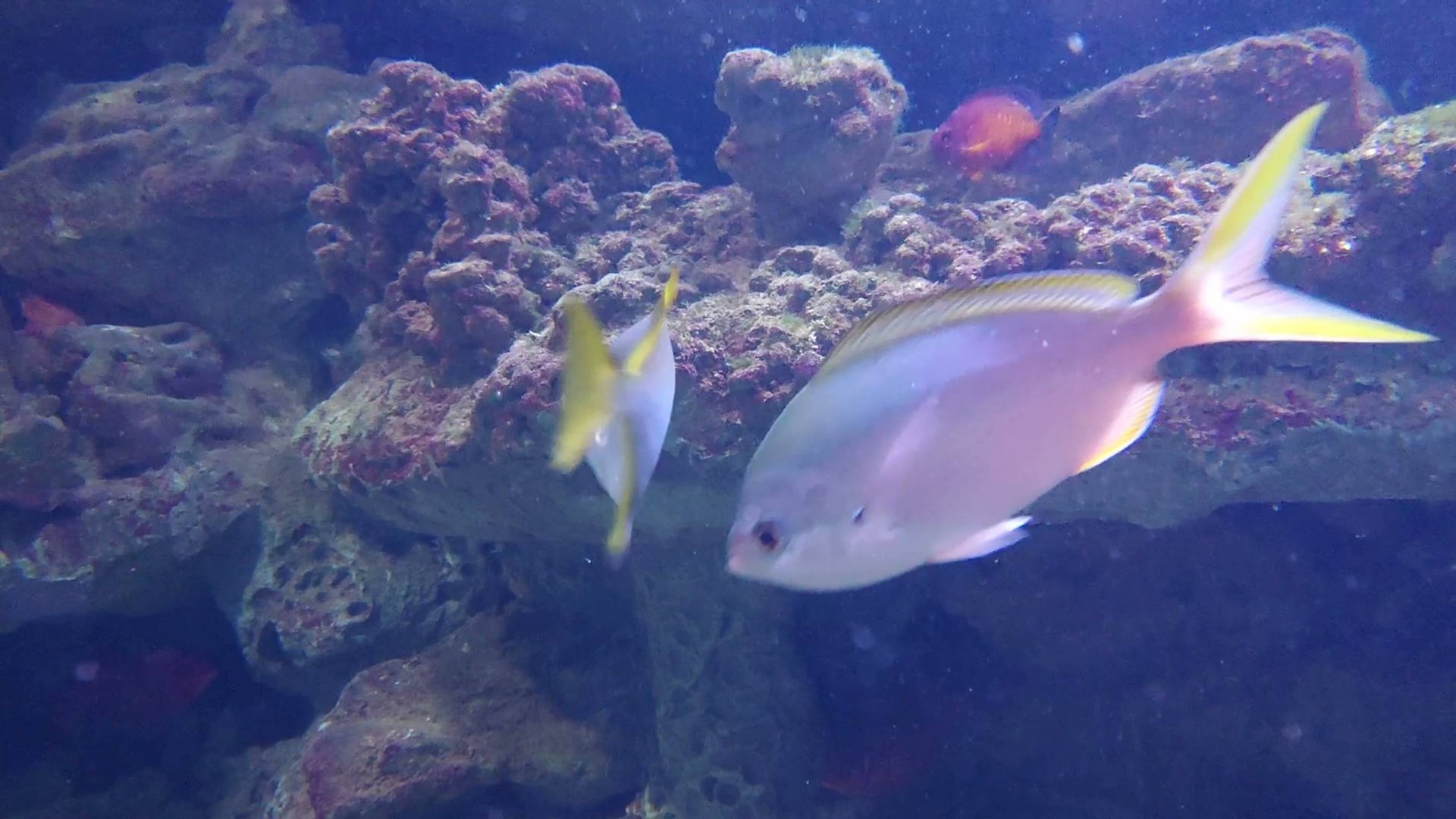 Подводный мир