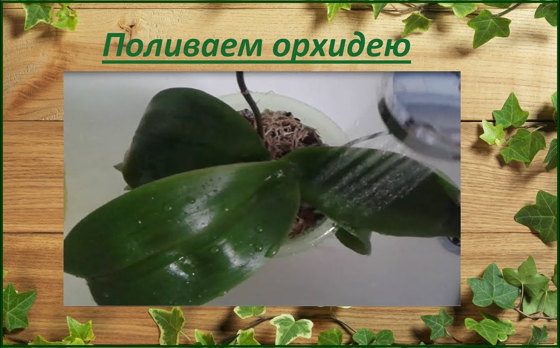 Орхидея фаленопсис - полив