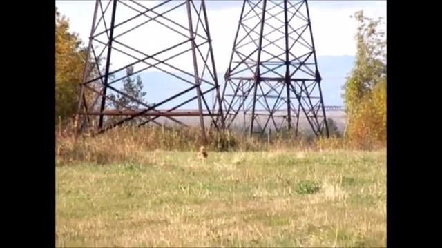 Fleurette FH-2, 2017