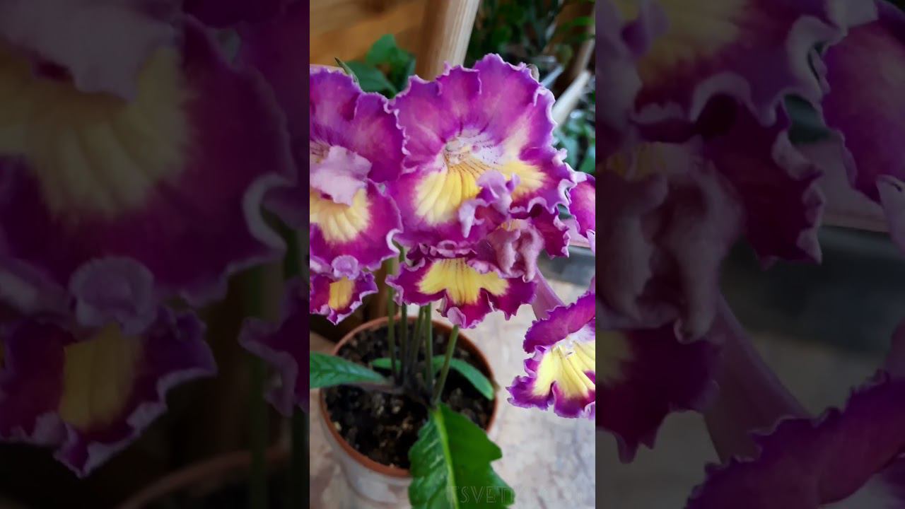 Стрептокарпус ZM-Сказка  #shots