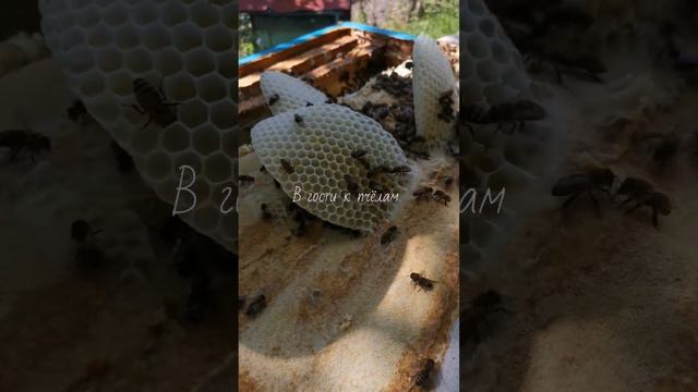 Соты самострой от пчёл
