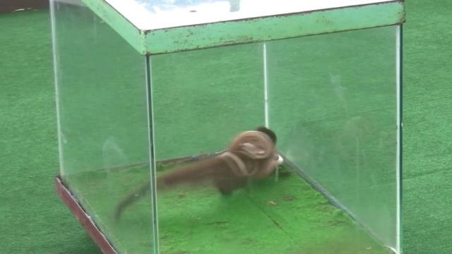 Таиланд,  Патая, змеиная ферма  2010.mp4