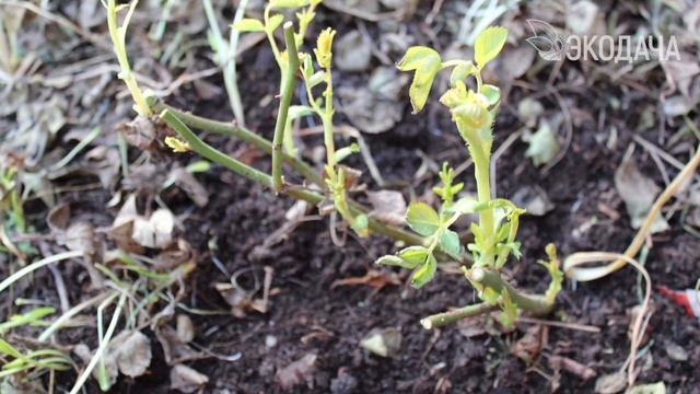 Не торопитесь укрывать розы.
