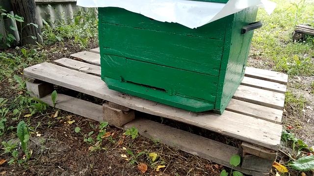 на пасеке рой слетел из улья в чем причина, Погоды нет..mp4