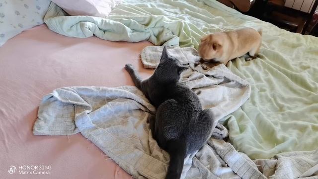 Бои без правил - 3-й раунд