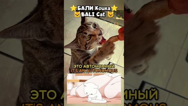 ? «Bali Kitty Cat / Бали Кошка»