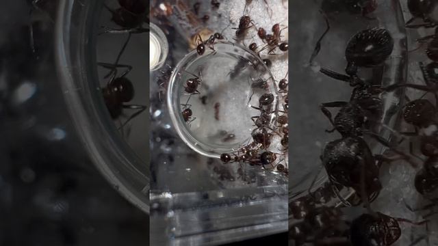 Messor muticus (structor) #1