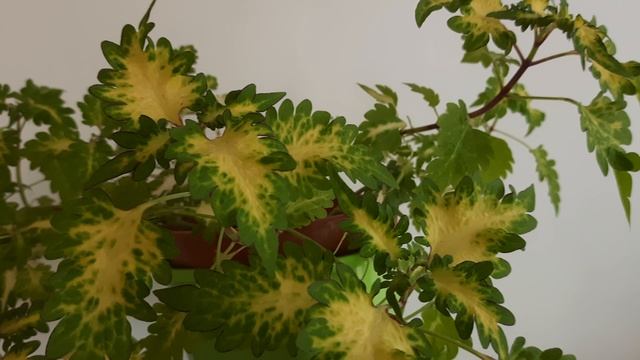 Любимый сорт колеуса