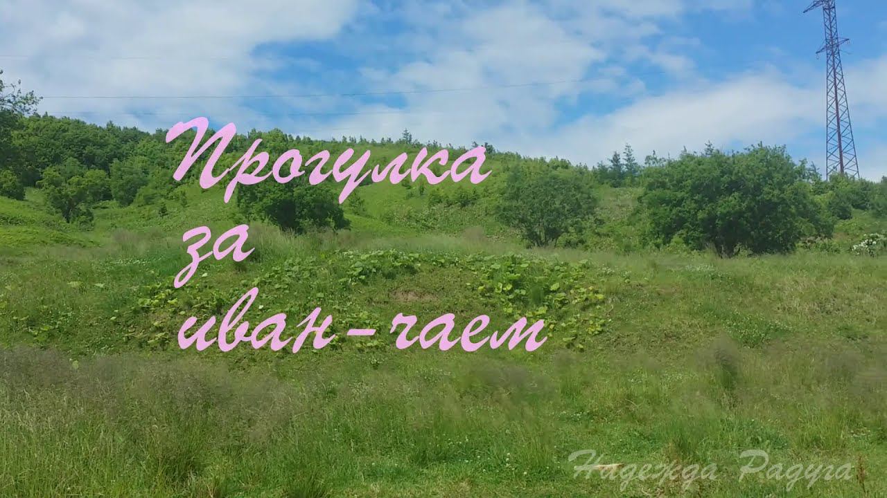 Прогулка за иван-чаем | Просторы и красоты Сахалина