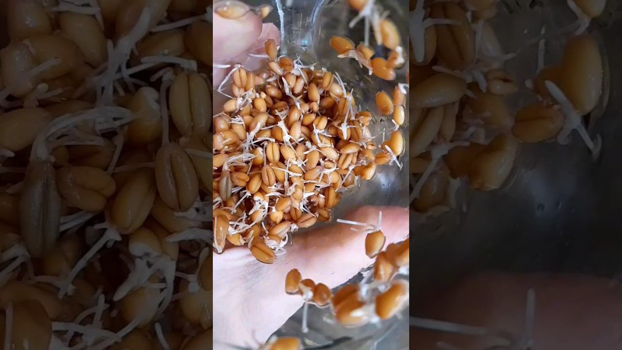 Проращиваем пшеницу #проростки #пшеница #живаяеда