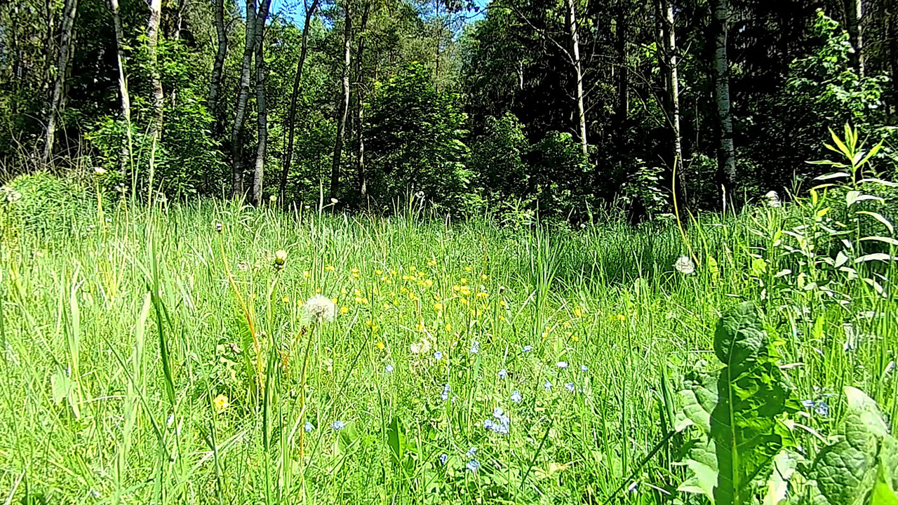 Лесная поляна. Звуки природы. Пение птиц. Весна. Видео для отдыха.