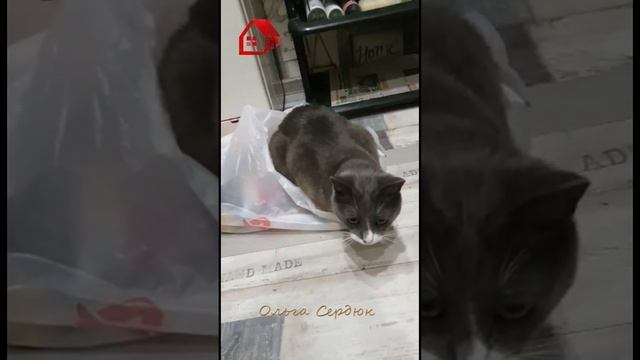 КОТ Ханзо ч1