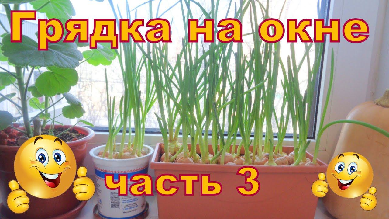 Грядка на окне, результат через 10 дней.