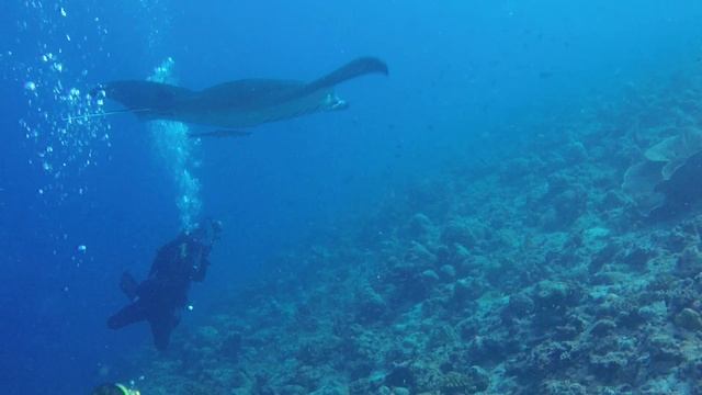 Прогулка с Мантами.mp4