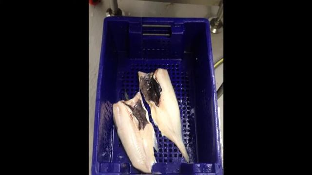 Филетировка трески на машине CHSF 1 Ю.Корея