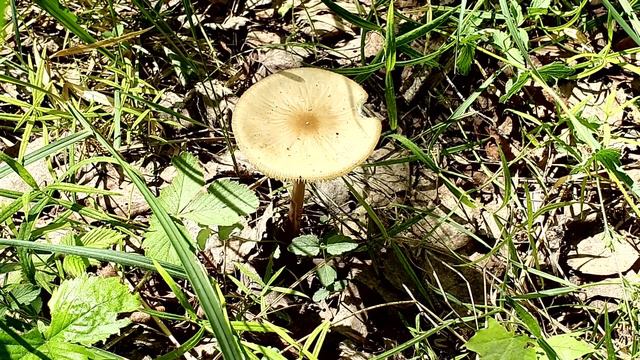 Мицена розовая и коллибия