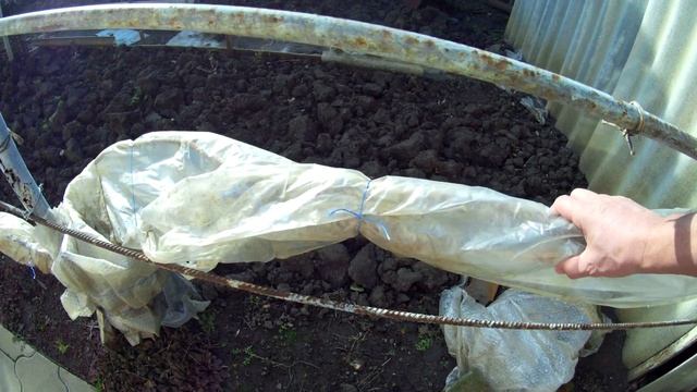 Виноград под пленкой