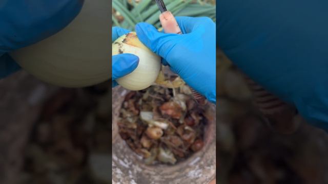 Заготовка лука на зиму