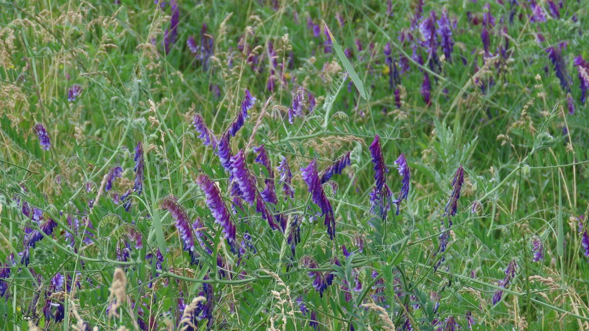 Горошек цветёт - ноги вяжет. Потому вязель