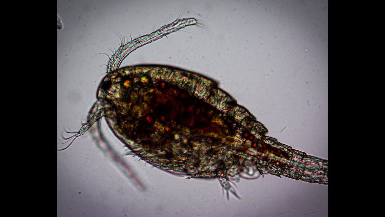 Как выглядит под микроскопом циклоп.