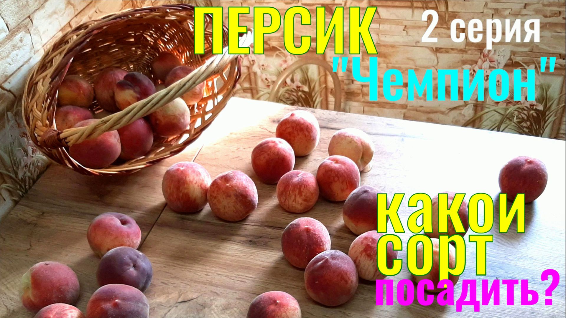 ПЕРСИК-ЧЕМПИОН. Какой Сорт Посадить? Какой Вкусный Сорт? Чудо ПЕРСИК.