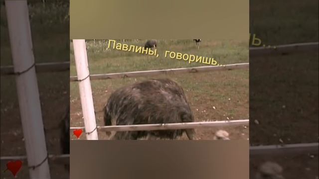 ПОЗИТИВ-ПРЕКРАСНО!!!!