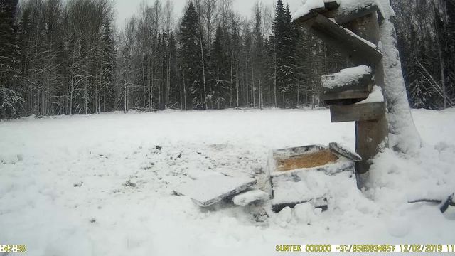 Птицы, запечатленные на фото ловушку. Выпуск № 42