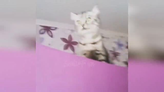 КОШКИ 2021 СМЕШНЫЕ КОШКИ И КОТЫ ПРИКОЛЫ С КОТАМИ И КОШКАМИ  Funny Cats.mp4