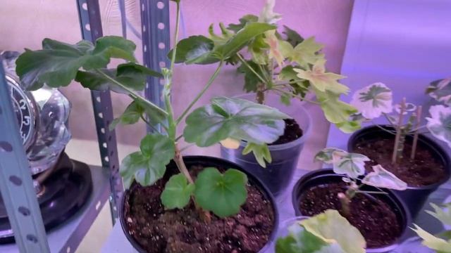 Апрель 2022 - Большой ОБЗОР моих растений!