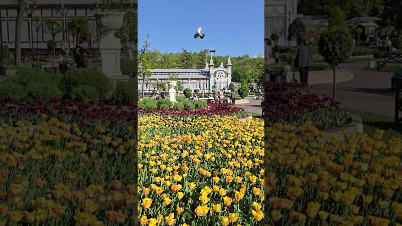 Цветник Пятигорск