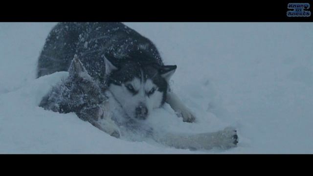 Видеоклип на фильм #белый плен