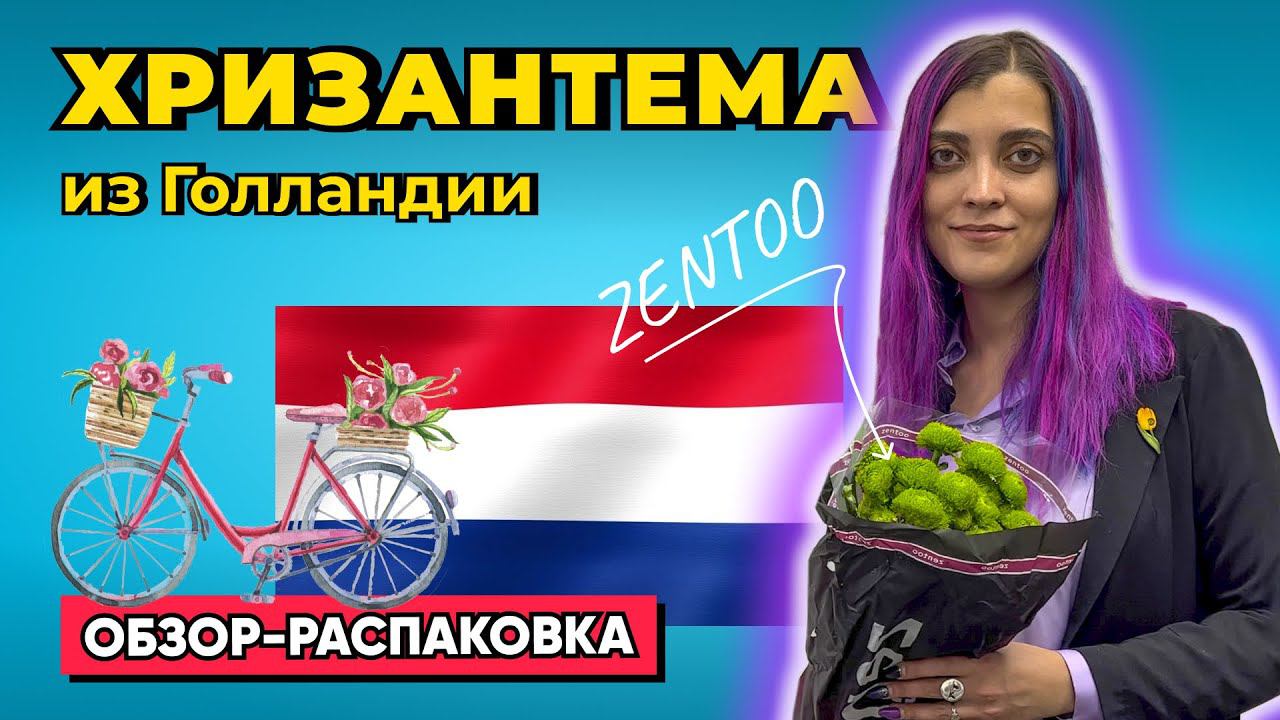 ОБЗОР-РАСПАКОВКА: хризантема из Голландии