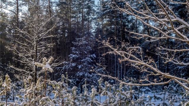"ПОД МУЗЫКУ БАРОККО"... (Фото Андрея Абакумова (Рязань) - Франческо Манфредини - Бердьен Стенберг)