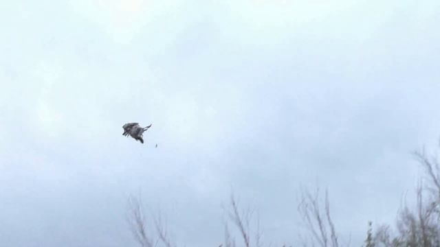 охота на куропатку 2021.mp4