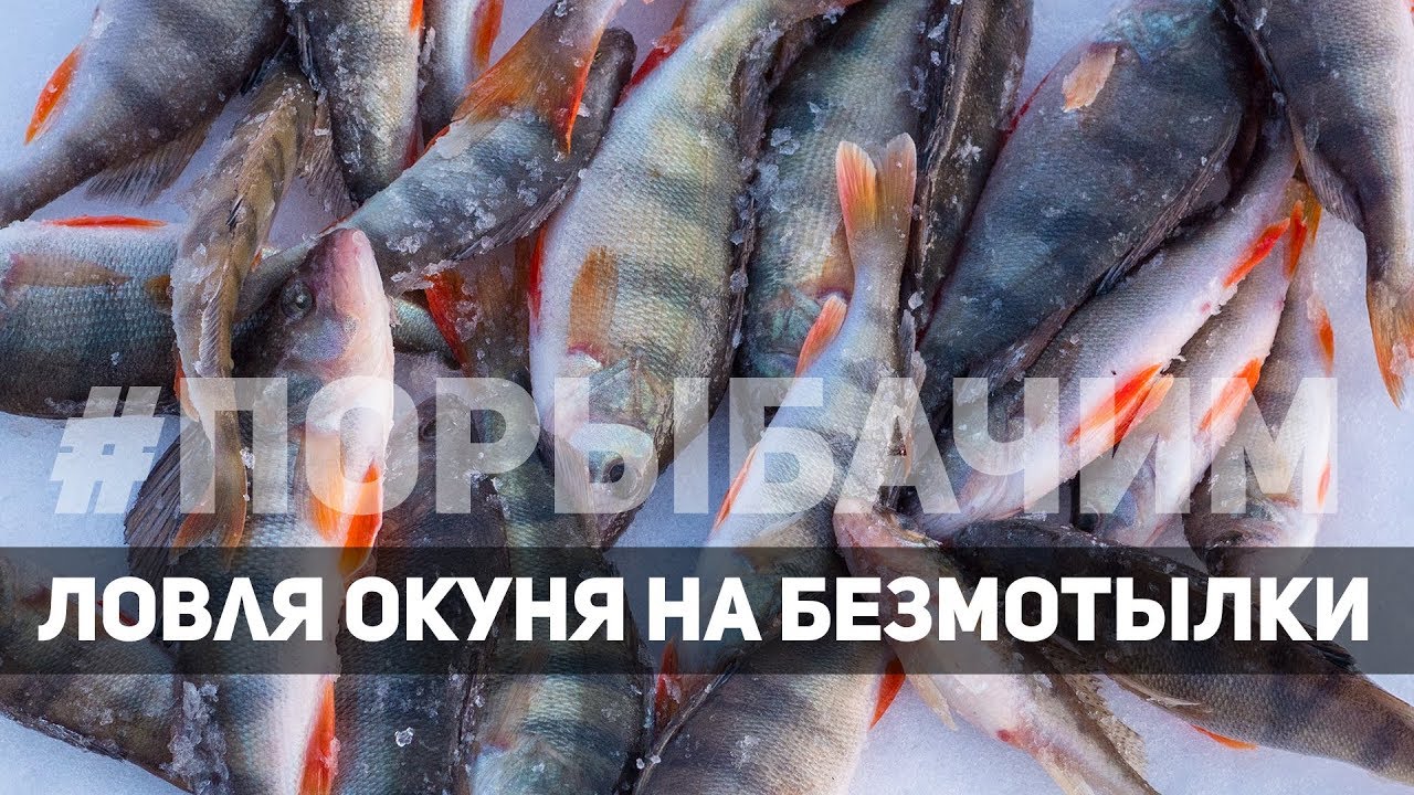Забытая Секретная мормышка дает фору всем. Окунь на безмотылку в корягах