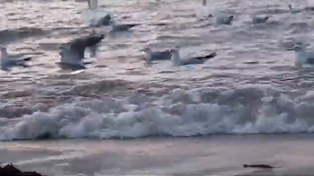 #Море #Анапа #Чайки и #лебеди  #февраль