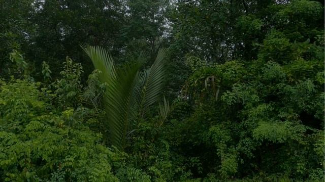 РАССЛАБЛЯЮЩАЯ МУЗЫКА _ ШУМ ДОЖДЯ _ ПЕНЬЕ ПТИЦ _.mp4