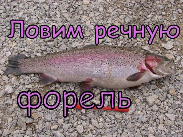 На рыбалке в Турции, ловим речную форель.