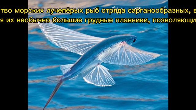 #Рыба #парящая #как #птица #shorts