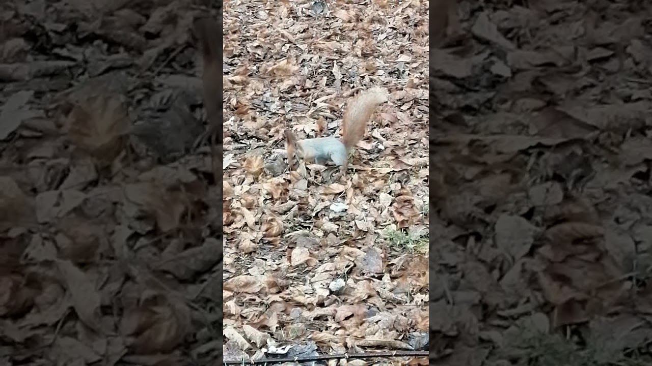 Пушистый бельчонок!