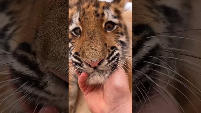 Приморский Сафари-парк (адрес, часы работы в описании)